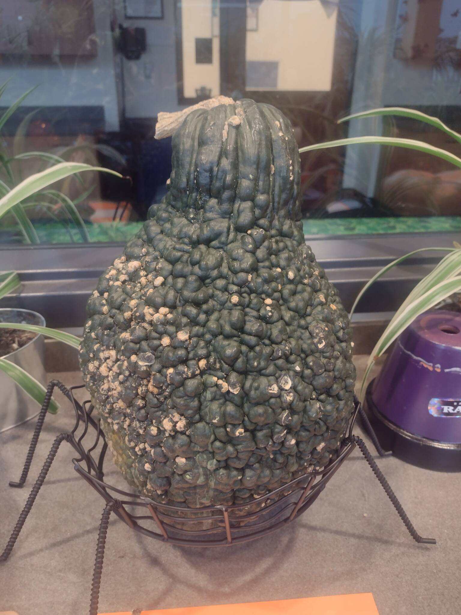 Pumpkins: A Pathway to Literacy and Learning for All – Paths to Literacy