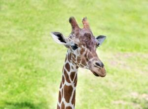 Remembering Lilli Nielsen and her Legacy of Active Learning – Paths to ...